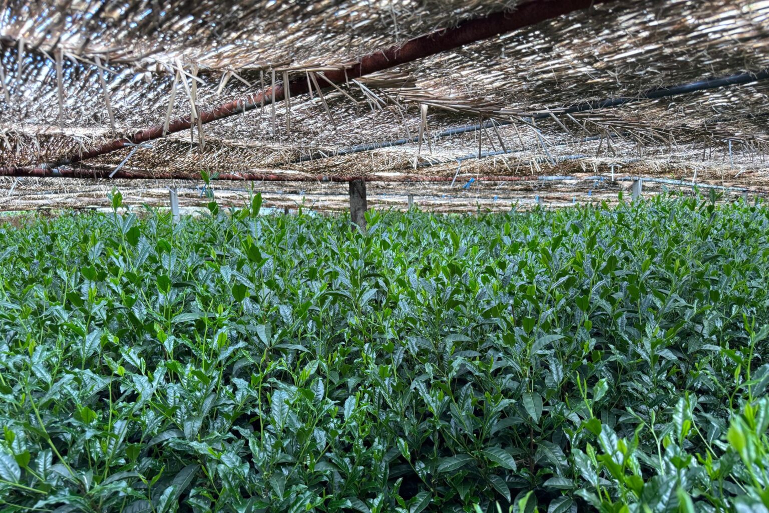 Matcha in 2025 - A Guide for Consumers & Industry - AVANTCHA™ Journal