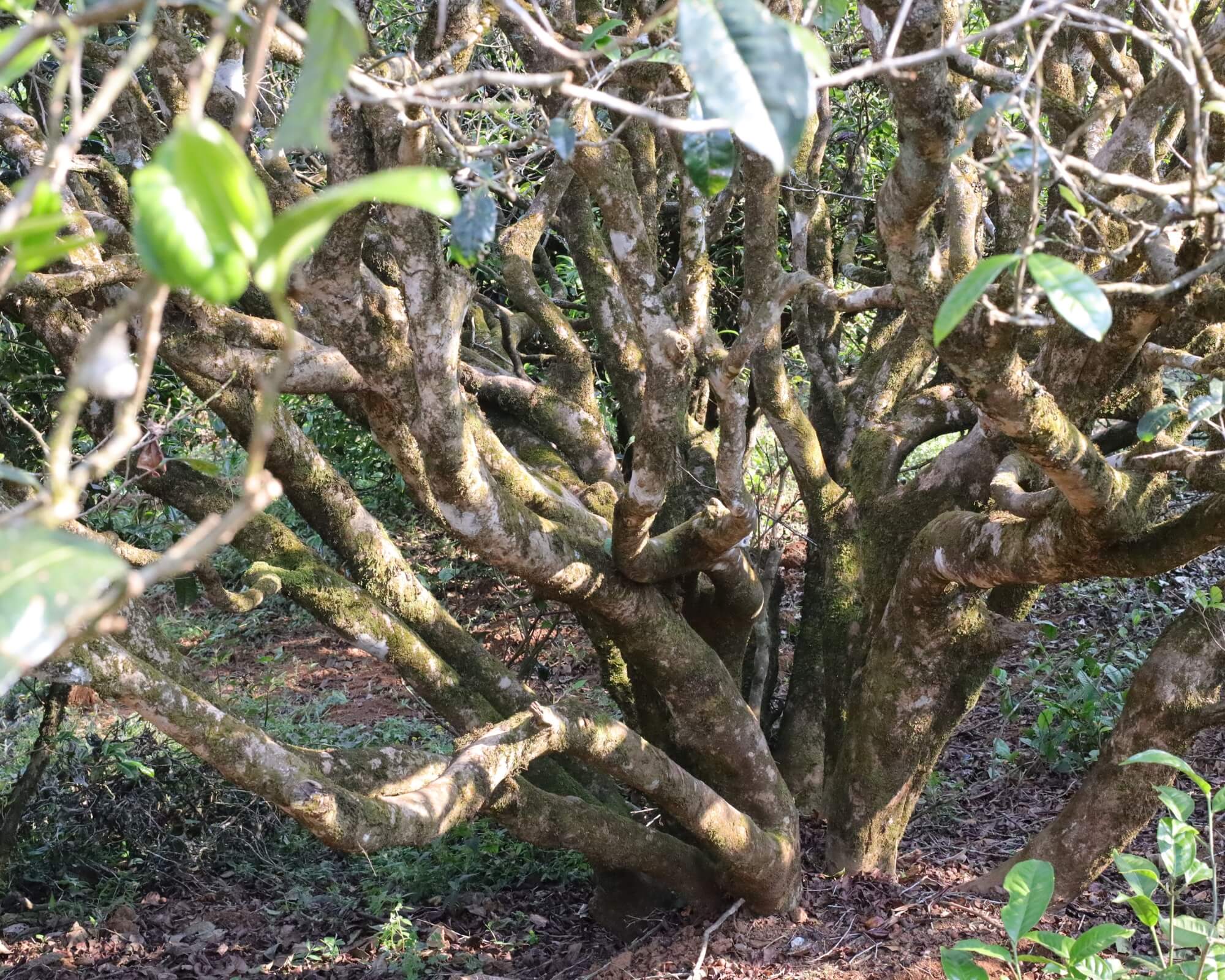 On Top of Honeybee Mountain... - AVANTCHA™ Journal | AVANTCHA™ Tea Thailand